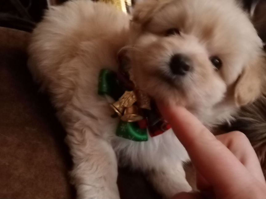 Эксклюзивная крошка мальтипу