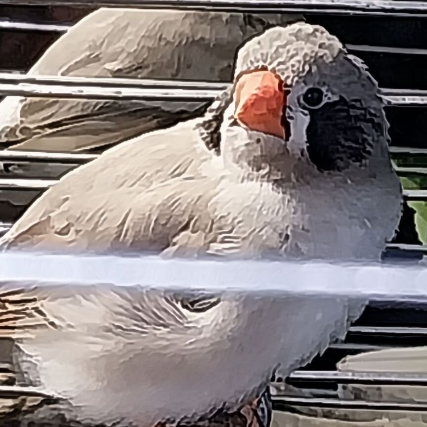 Зебровые амадины