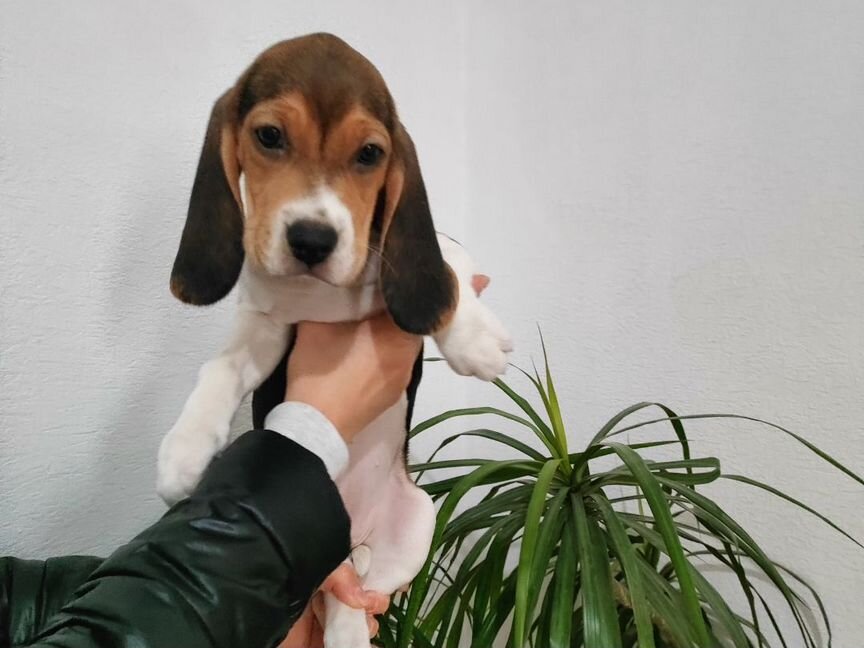 Щенки бигль