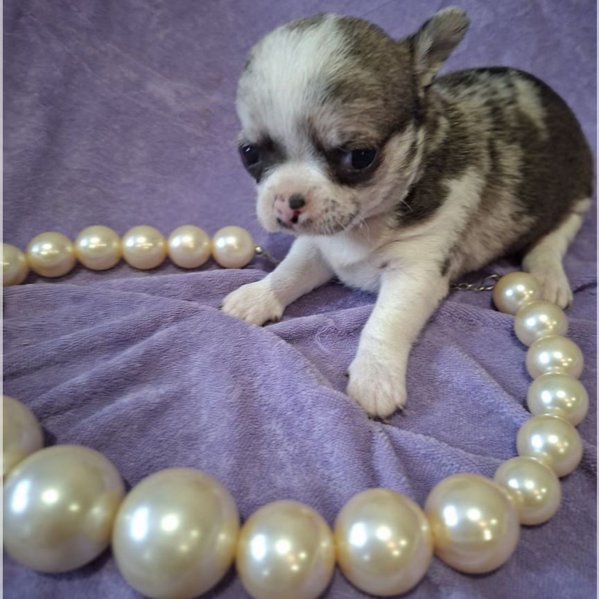 Чихуахуа, щенок