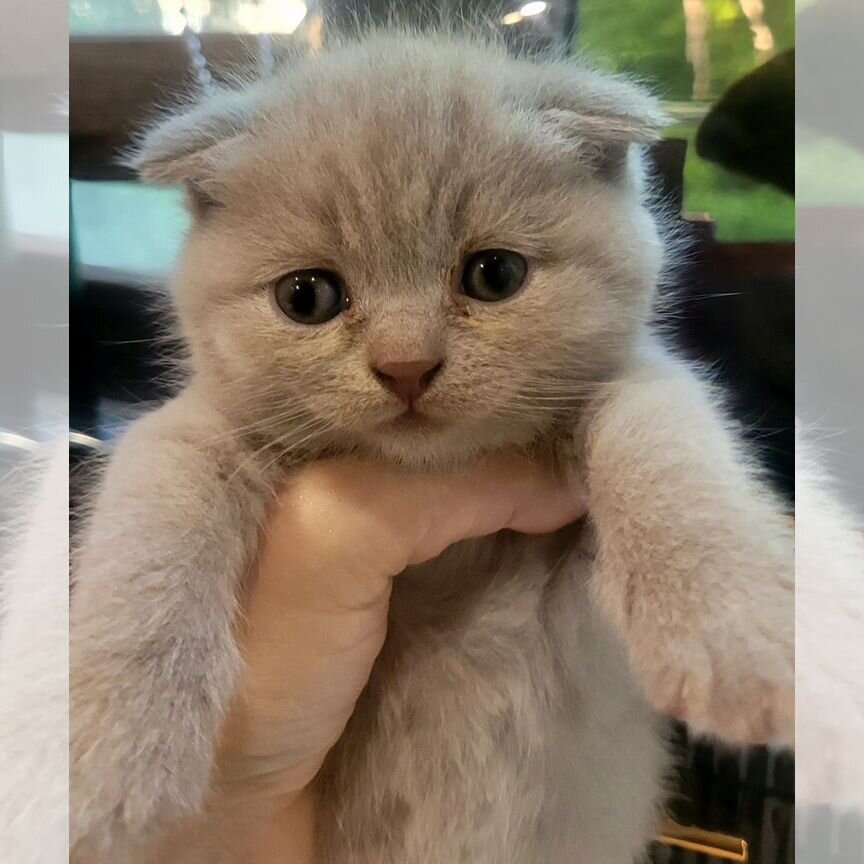 Шотландский вислоухий короткошёрстный котёнок
