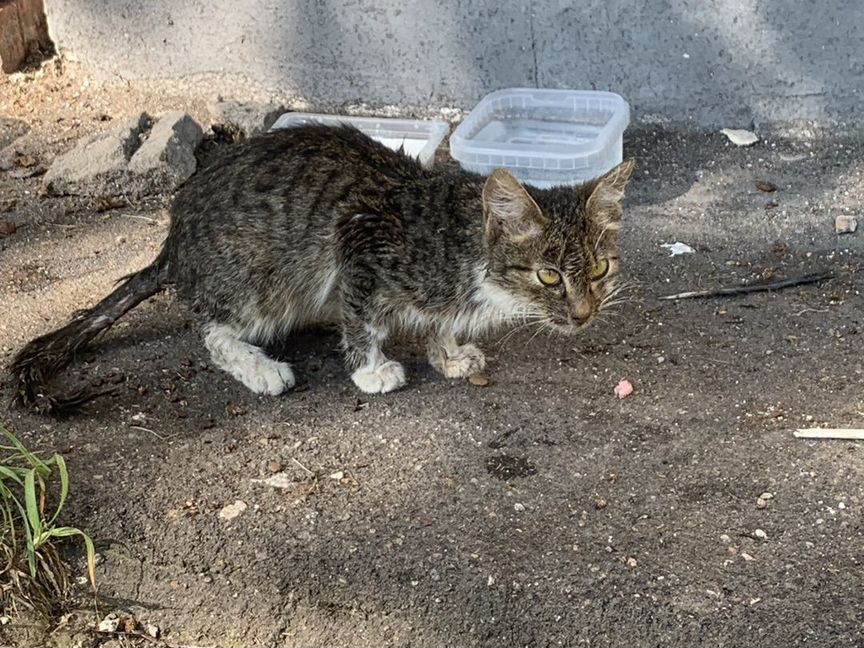 Умирает котенок