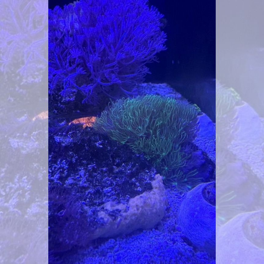 Клавулярия коралл