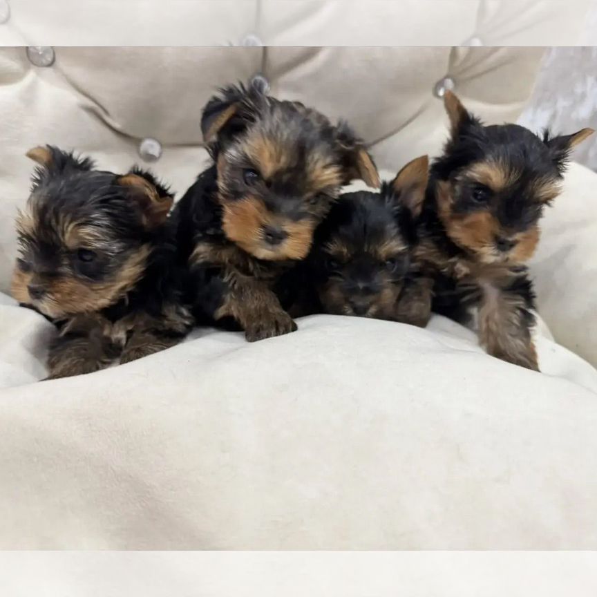 Йоркширский терьер, щенок