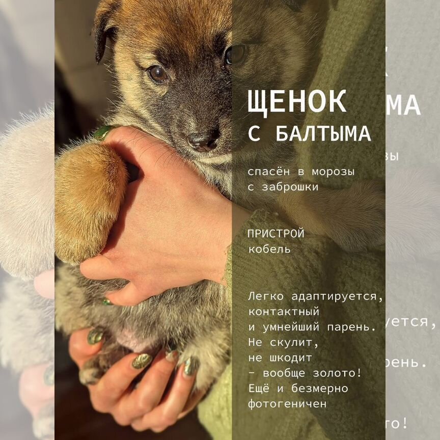 Щенок в добрые руки