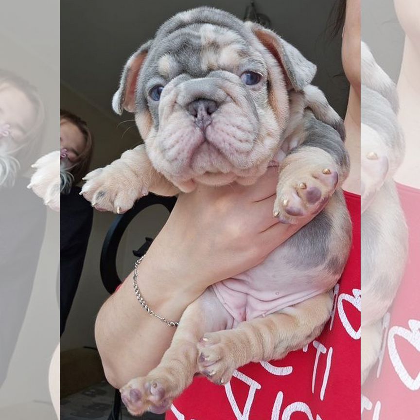 Французский бульдог бигроп