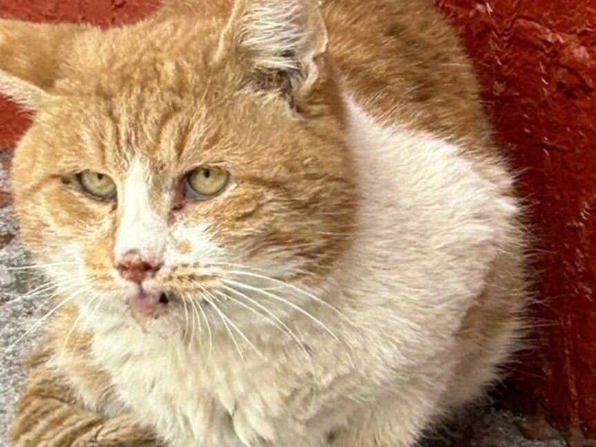 Рыжий котик в добрые руки