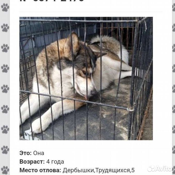 Собаки в отлове. Чьи