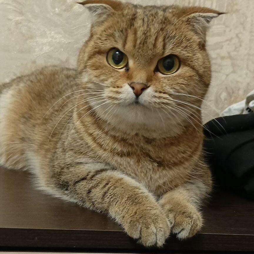 Шотландская вислоухая короткошёрстная, взрослая кошка