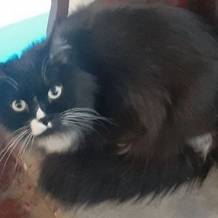 Взрослый кот в добрые руки