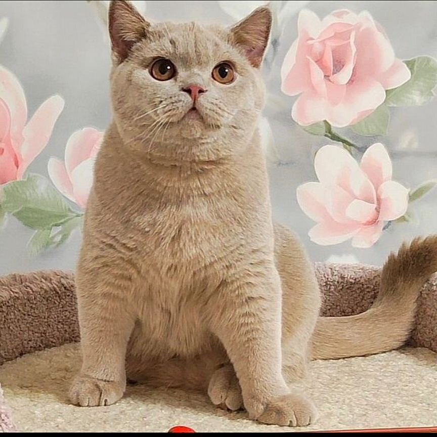 Малыш по имени зеффир,Такой же сладкун как имя