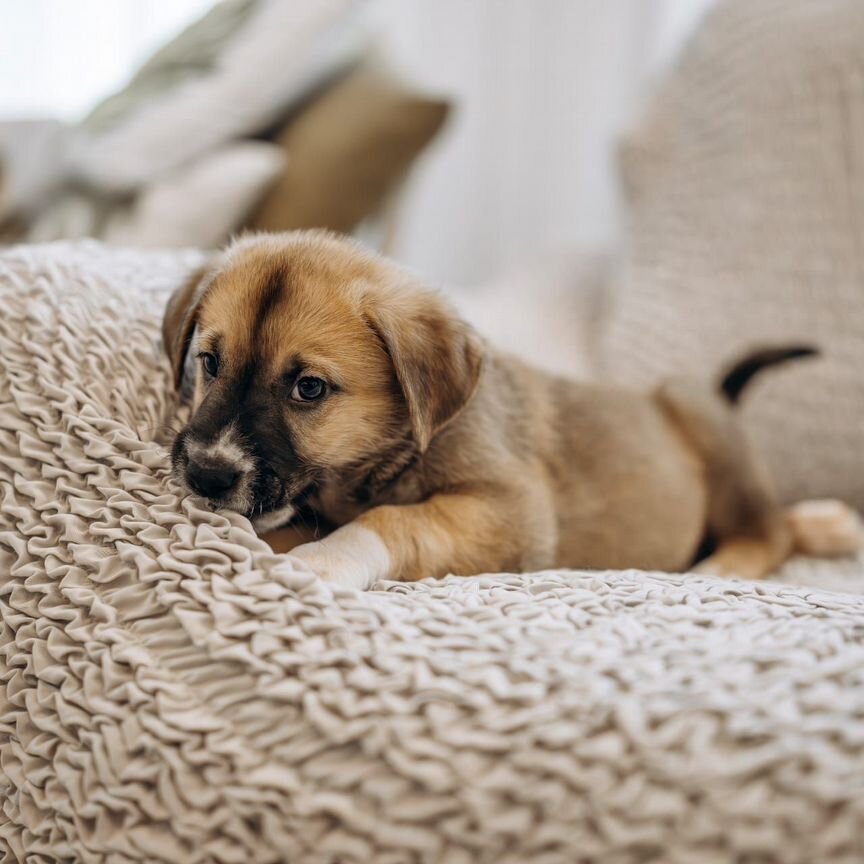 Милый Щенок в добрые руки