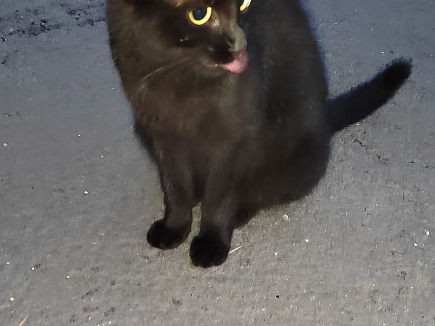 Черная кошка