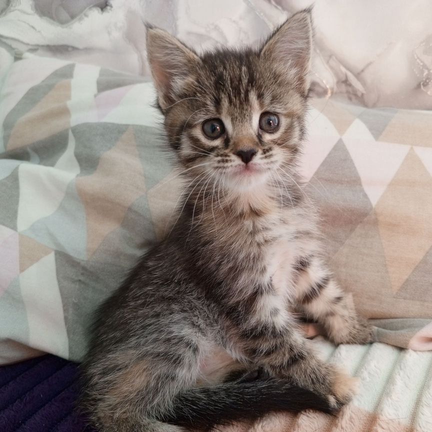 Котята майкун