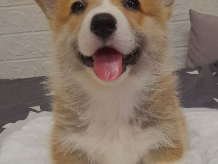 Вельш- корги пемброк щенки