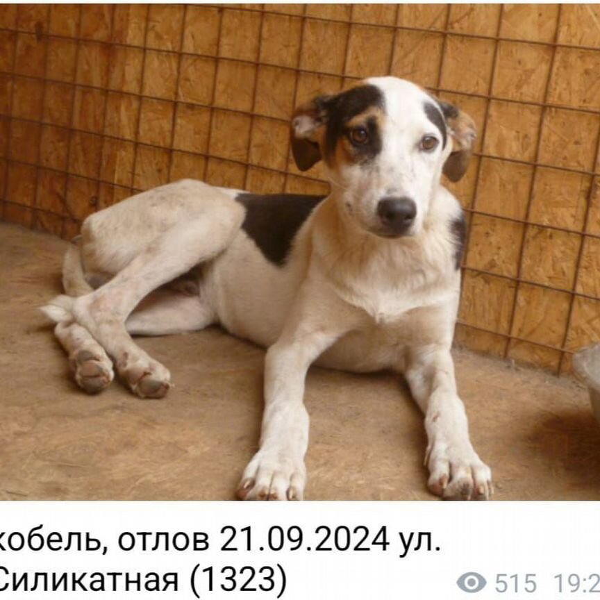 Собака в подарок