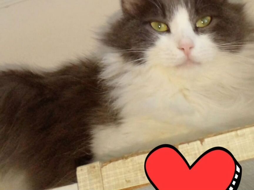 Сибирская девочка в добрые руки