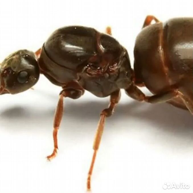 Матка Lasius niger оплодотворенная для формикария