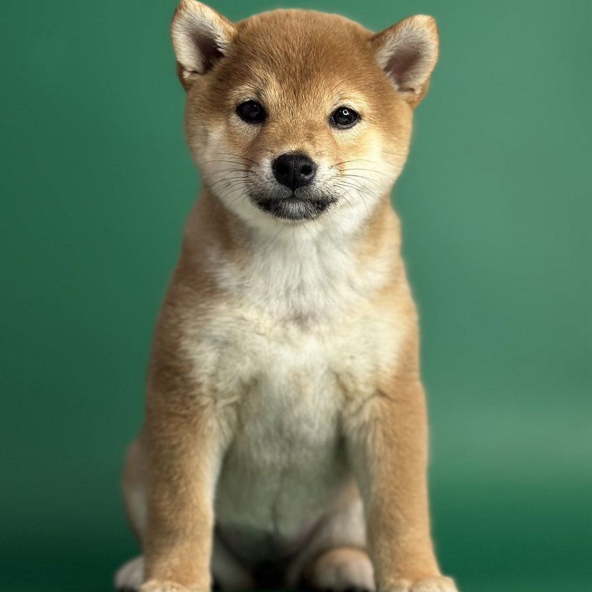 Сиба-ину, щенок