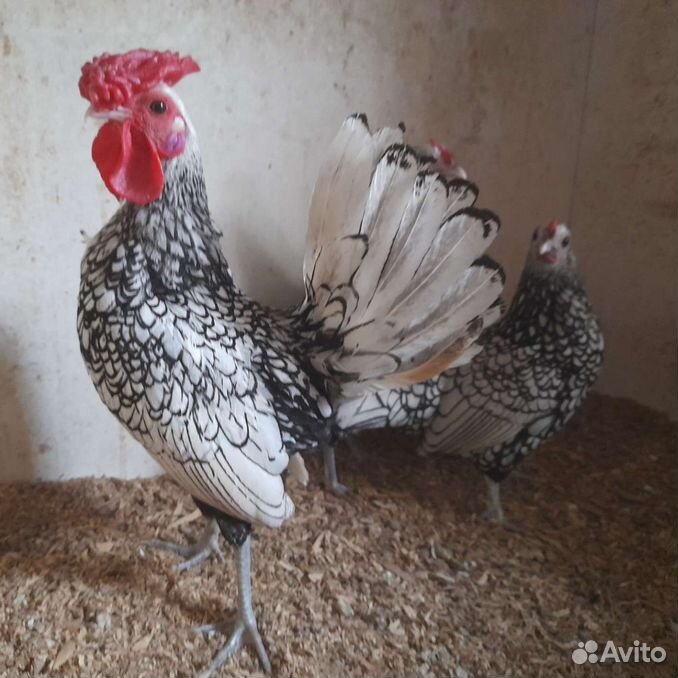 Цыплята Сибрайт декоративные