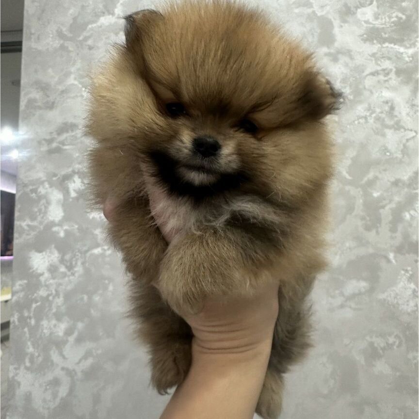 Померанский шпиц, щенок