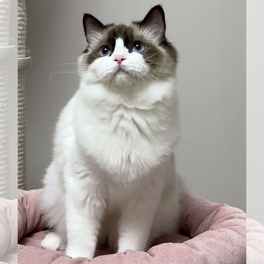Котята рэгдолл
