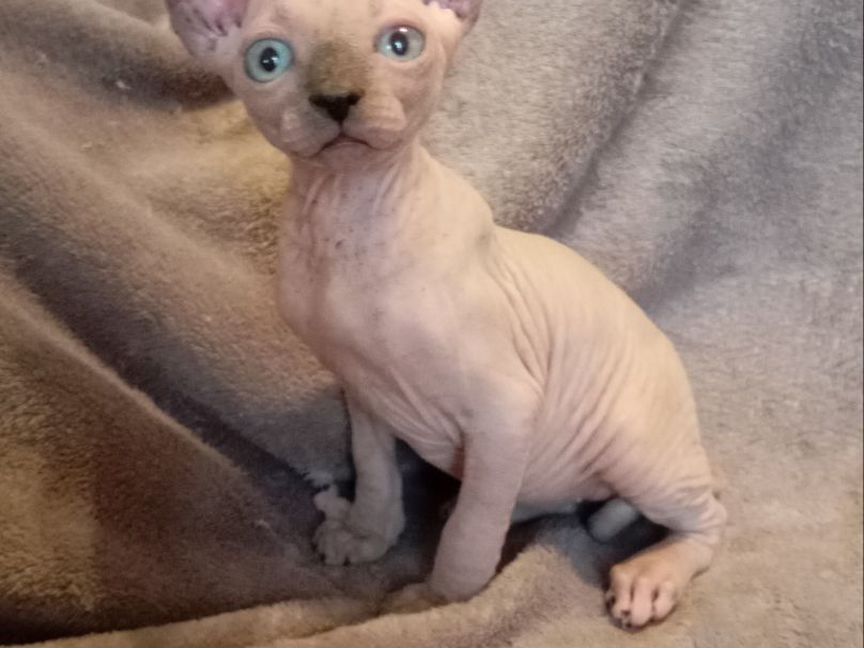 Котенок эльф