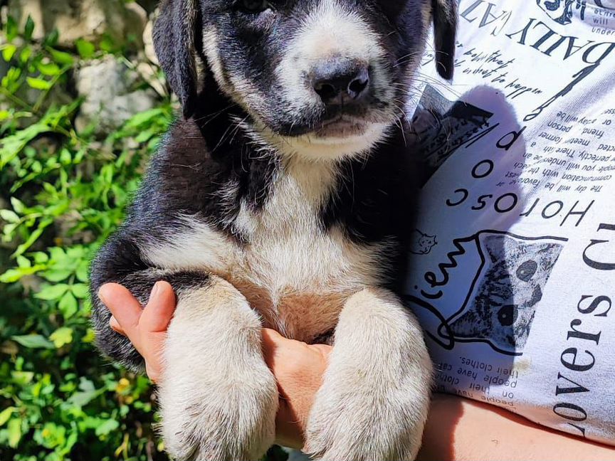 В добрые ручки