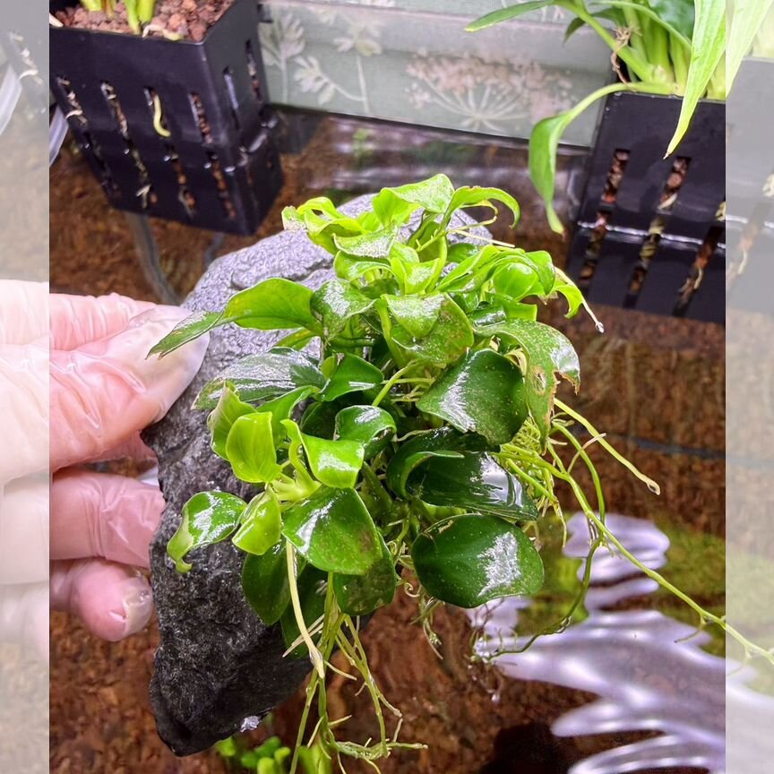 Аквариумные растения