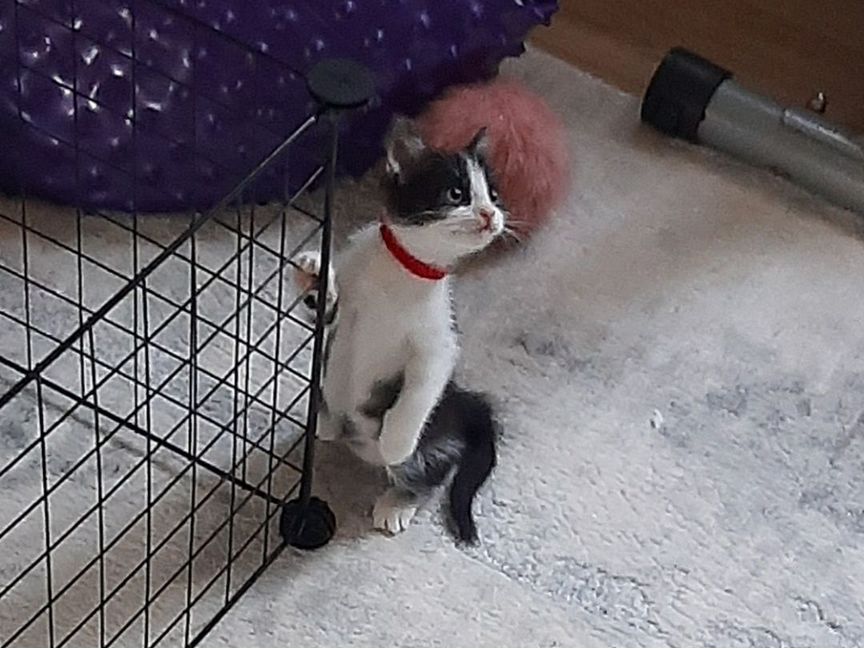 Котята в добрые руки бесплатно