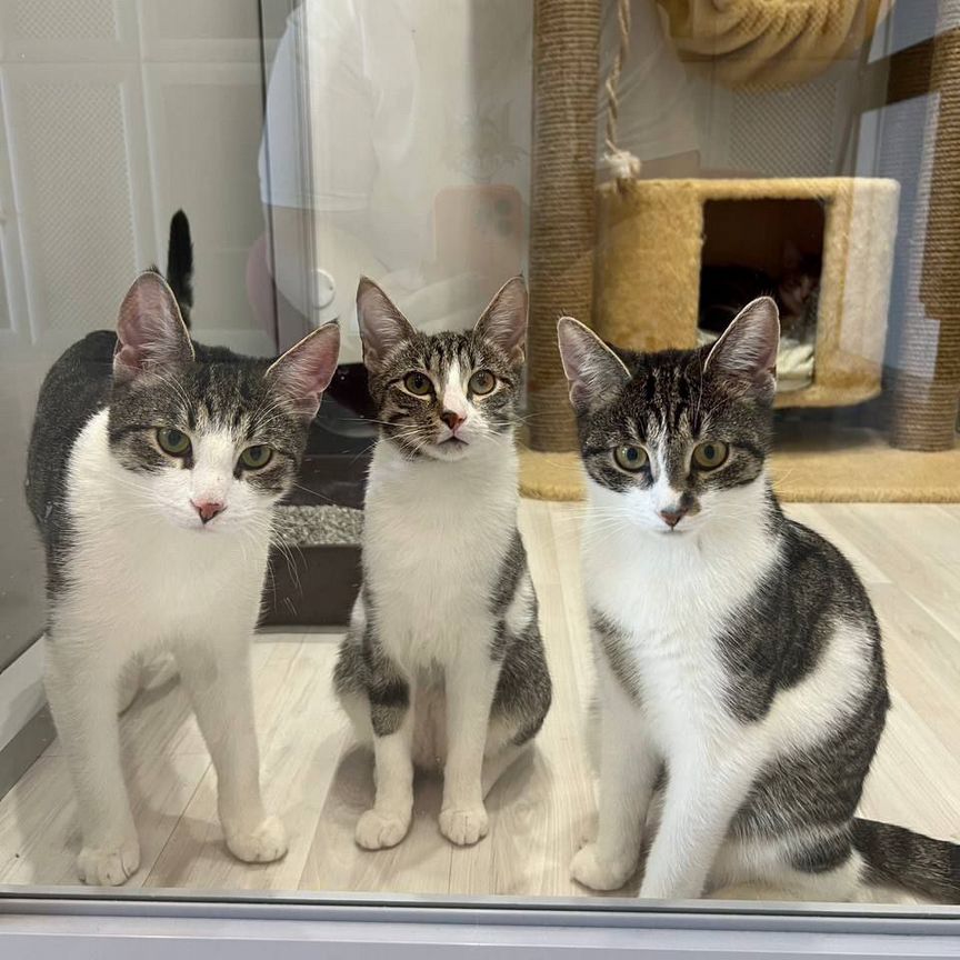 Котята в добрые руки