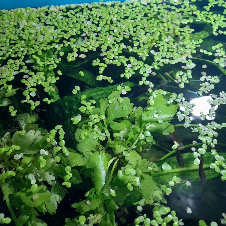 Аквариумное растение