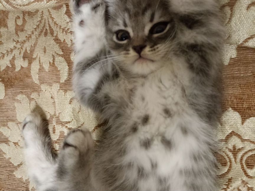 Шотландские вислоухий и прямоухие котята
