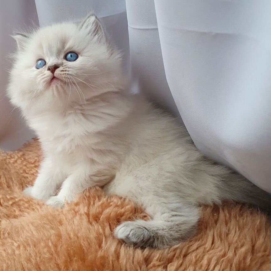 Невский маскарадный мальчишка
