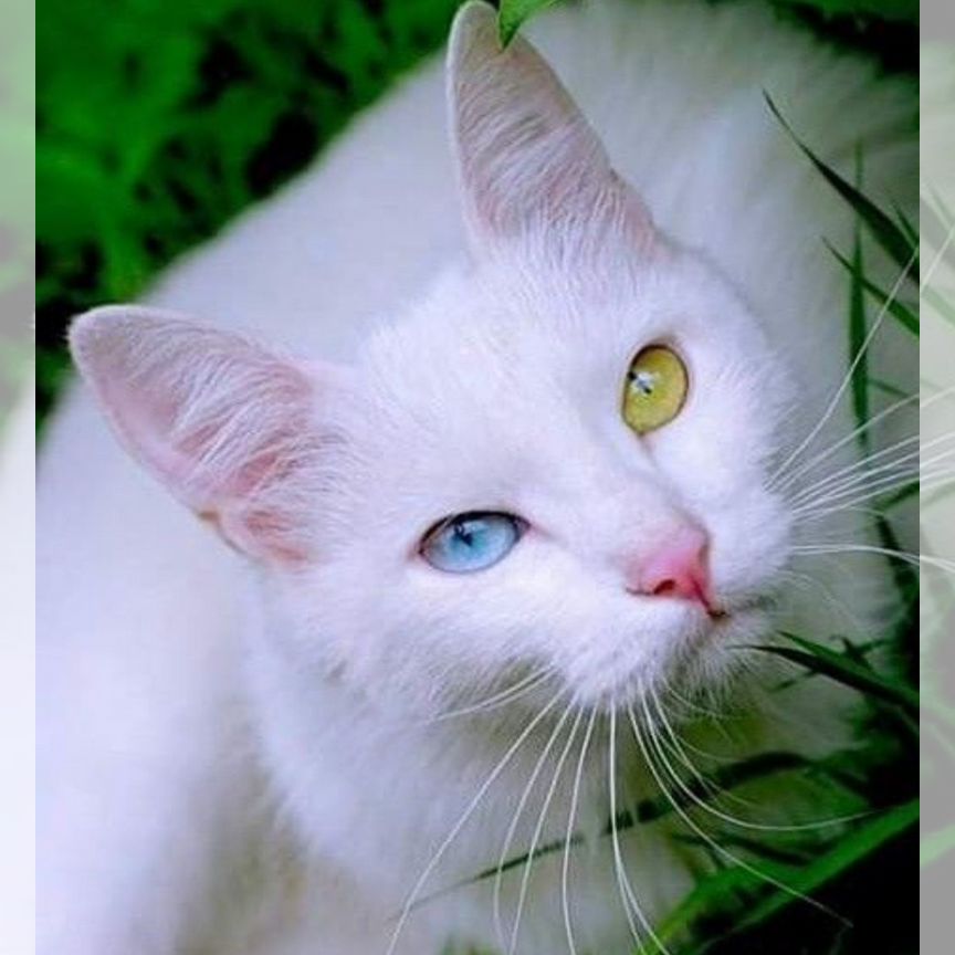 Белая кошка в дар