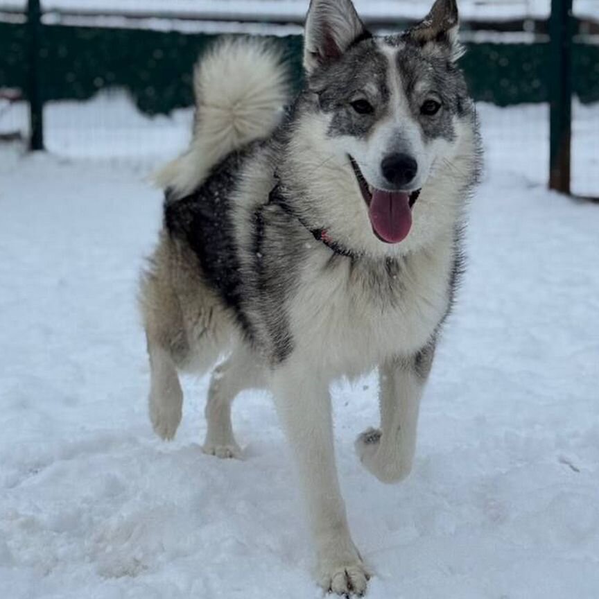 Взрослая собака в добрые руки