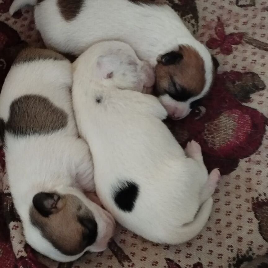 Щенки Джек рассел терьер