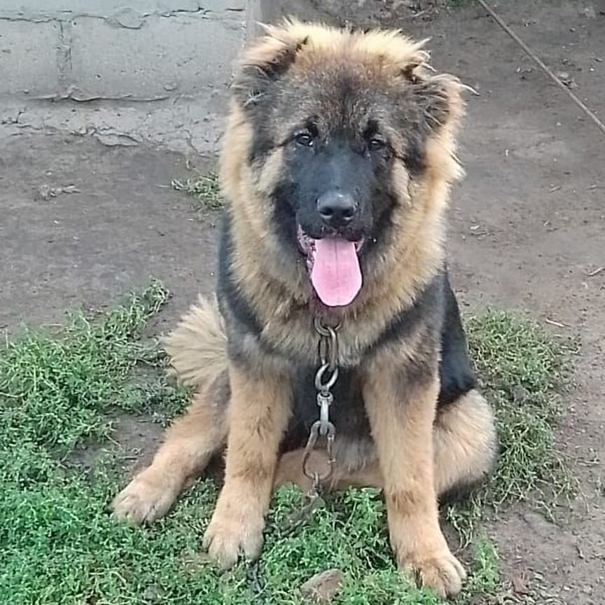 Щенки кавказской овчарки