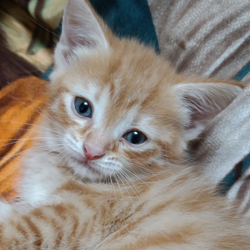 Сибирский котёнок
