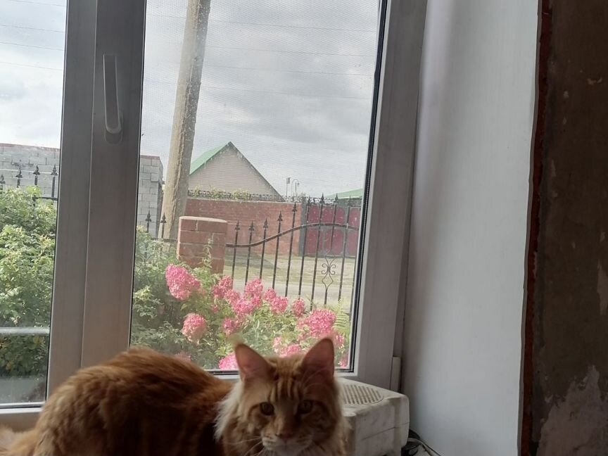 Мейн-кун котик