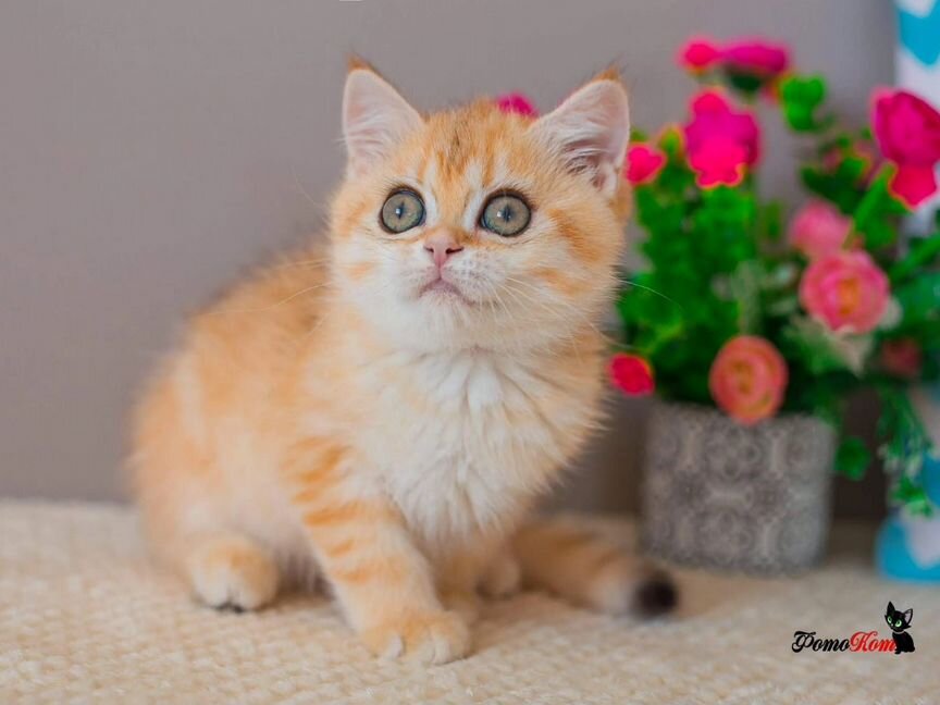 Британская кошечка