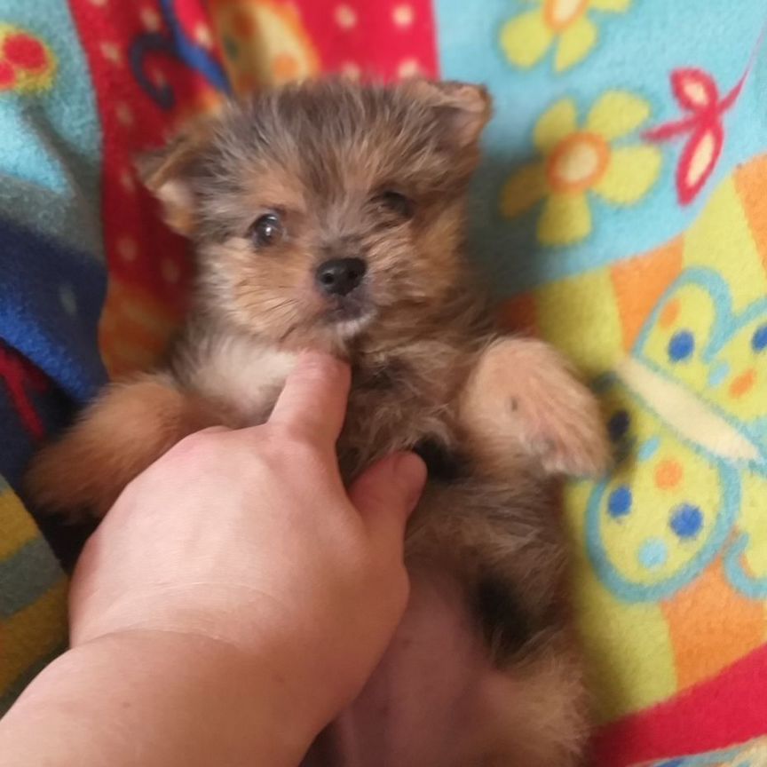 Мальчишки редкого окраса