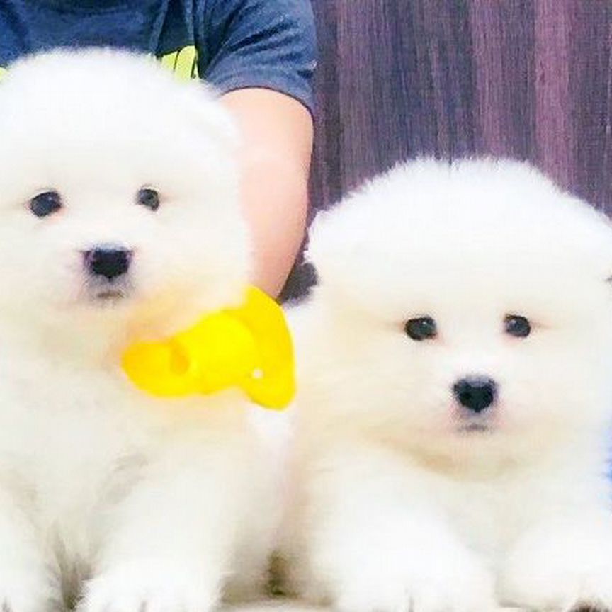 Классные малыши самоедской лайки от заводчика