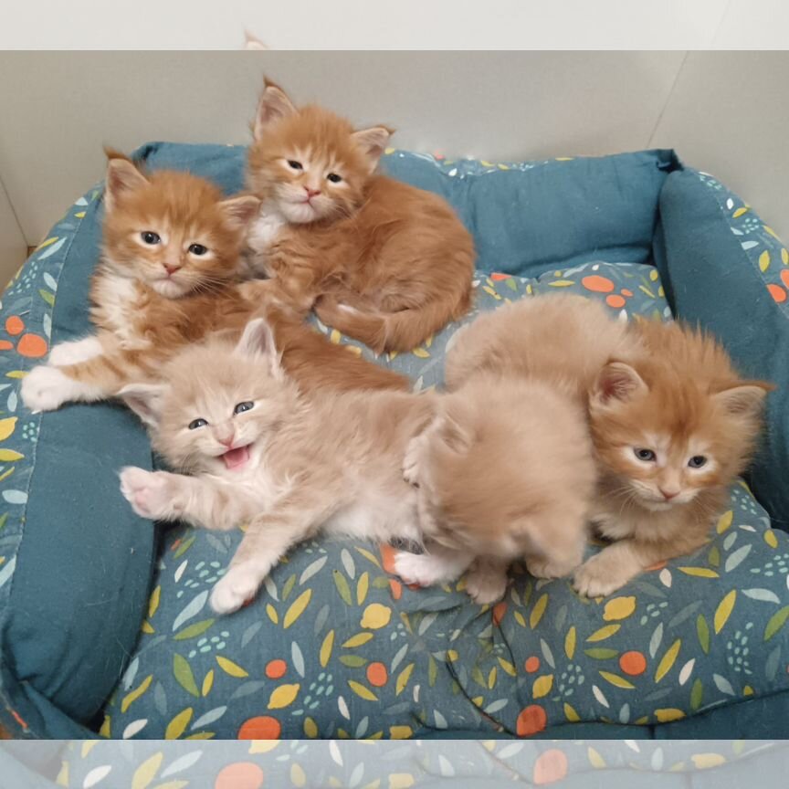 Котята мейн-кун