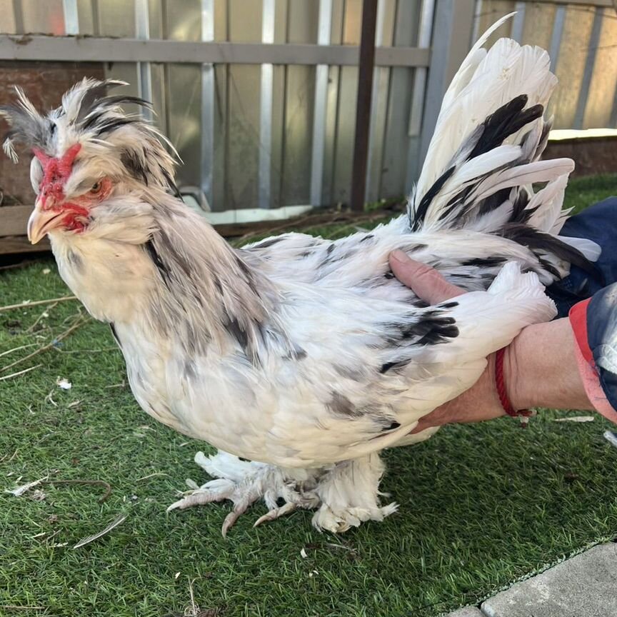 Петухи турецкой султанки