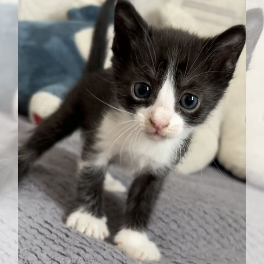 Котёнок в добрые руки