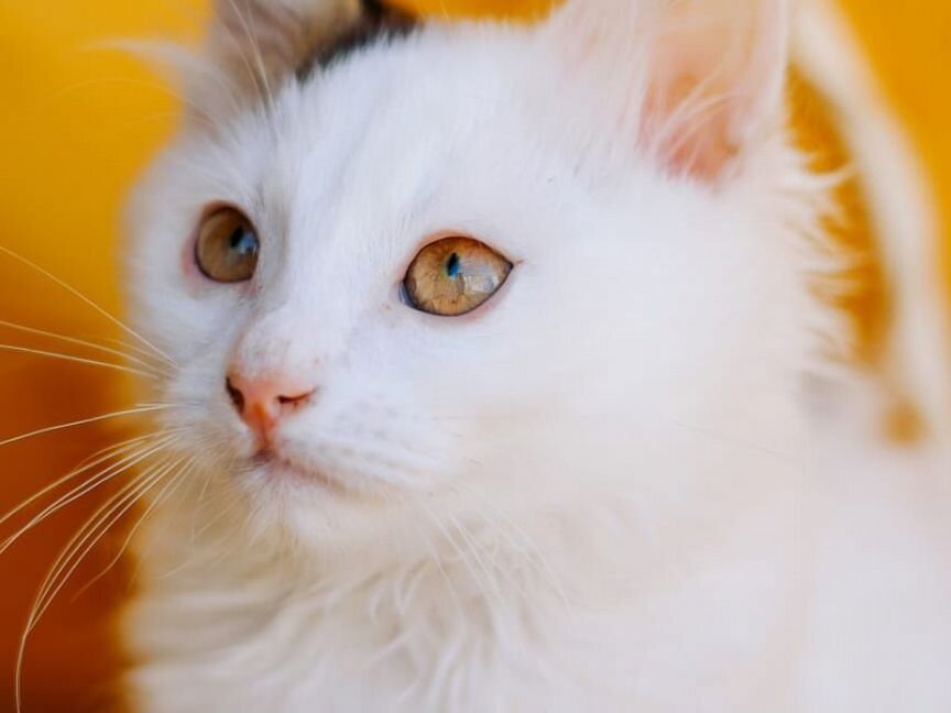 Пушистый, маленький котёнок ищет дом бесплатно