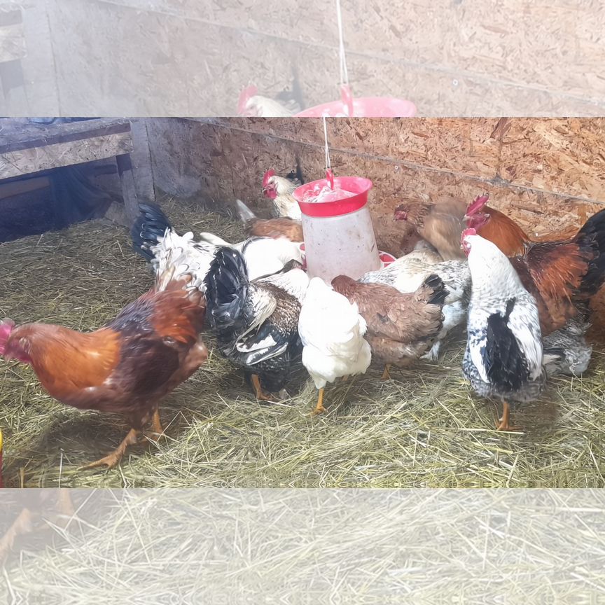 Продам или обменяю петушков 8 мес