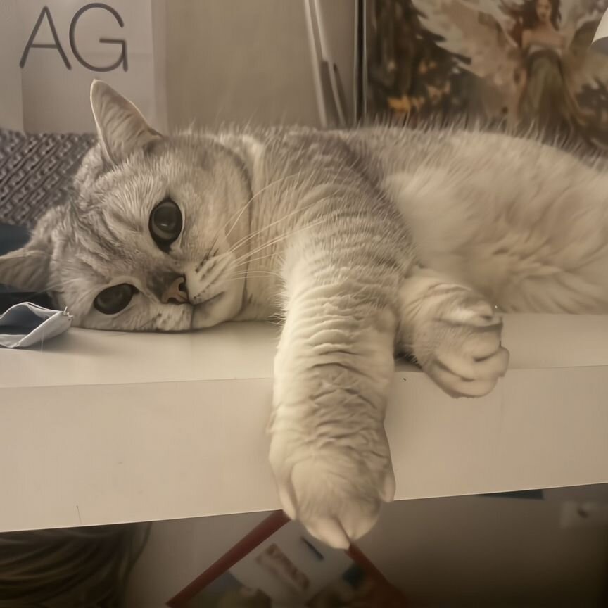 Шотландская прямоухая короткошёрстная, взрослая кошка