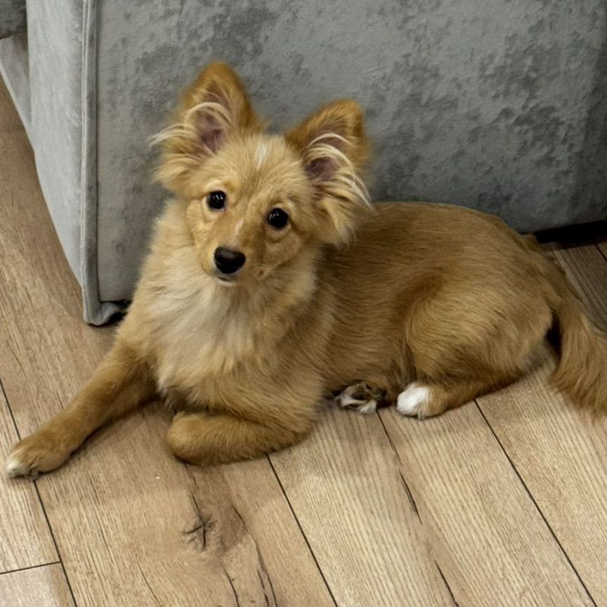 Щенок в добрые руки